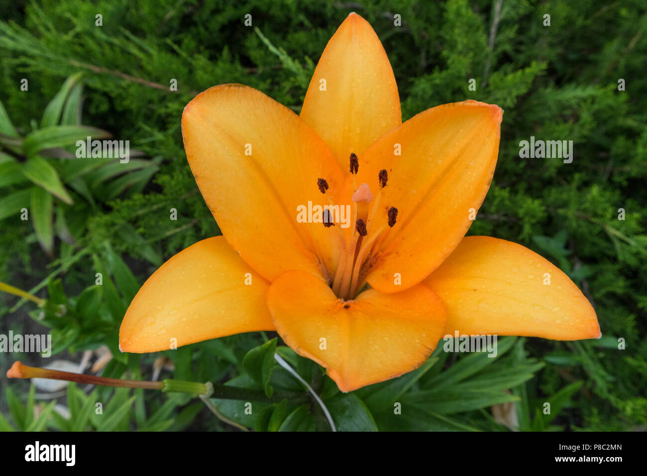 Trinity flower hi-res stock photography and images - Alamy
