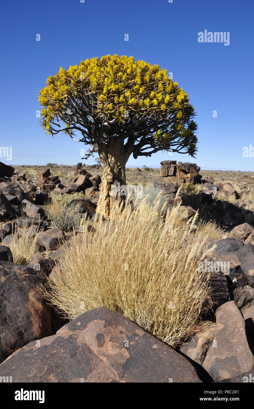 Quiver Tree Bird High Resolution Stock Photography and Images - Alamy