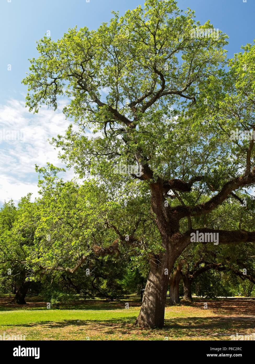 New orleans oak trees hi-res stock photography and images - Alamy