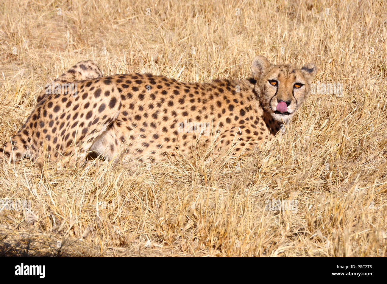 Namibia's wildlife: A cheetah, which belongs to the endangered species ...