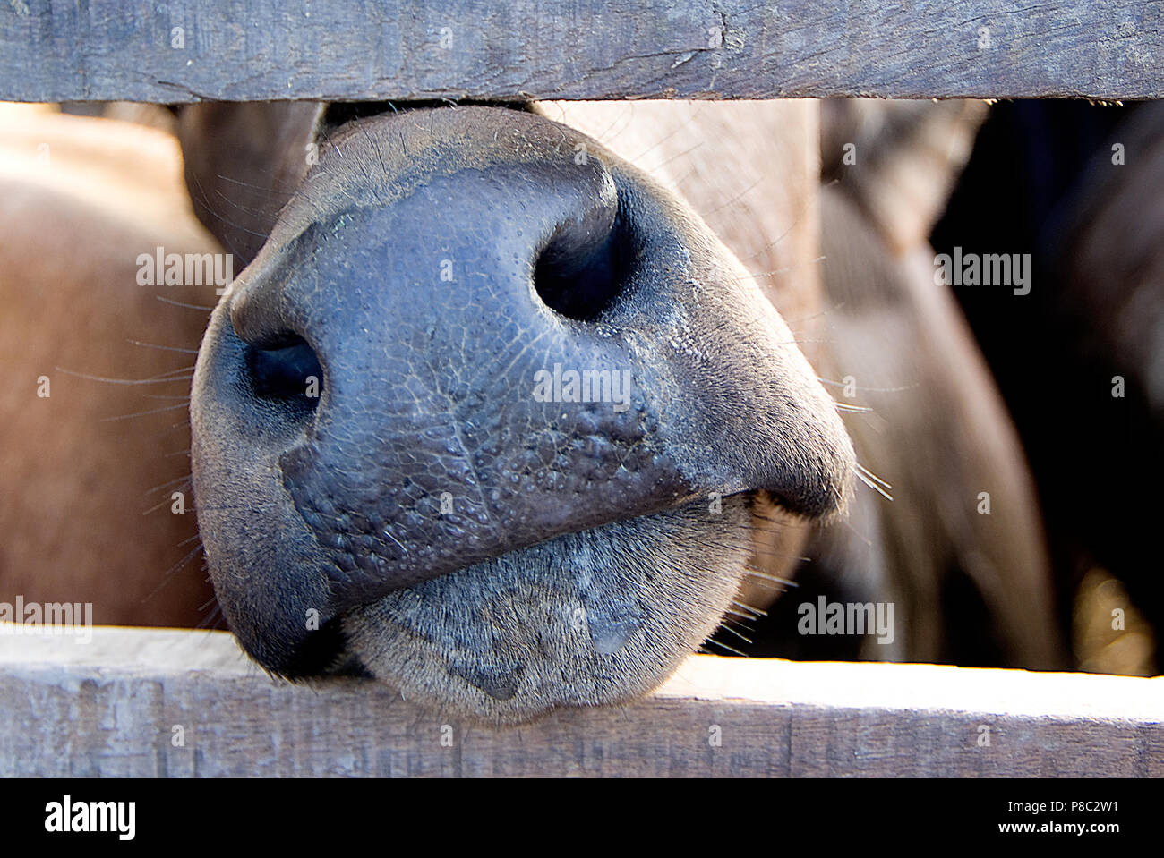 head of cow Stock Photo - Alamy