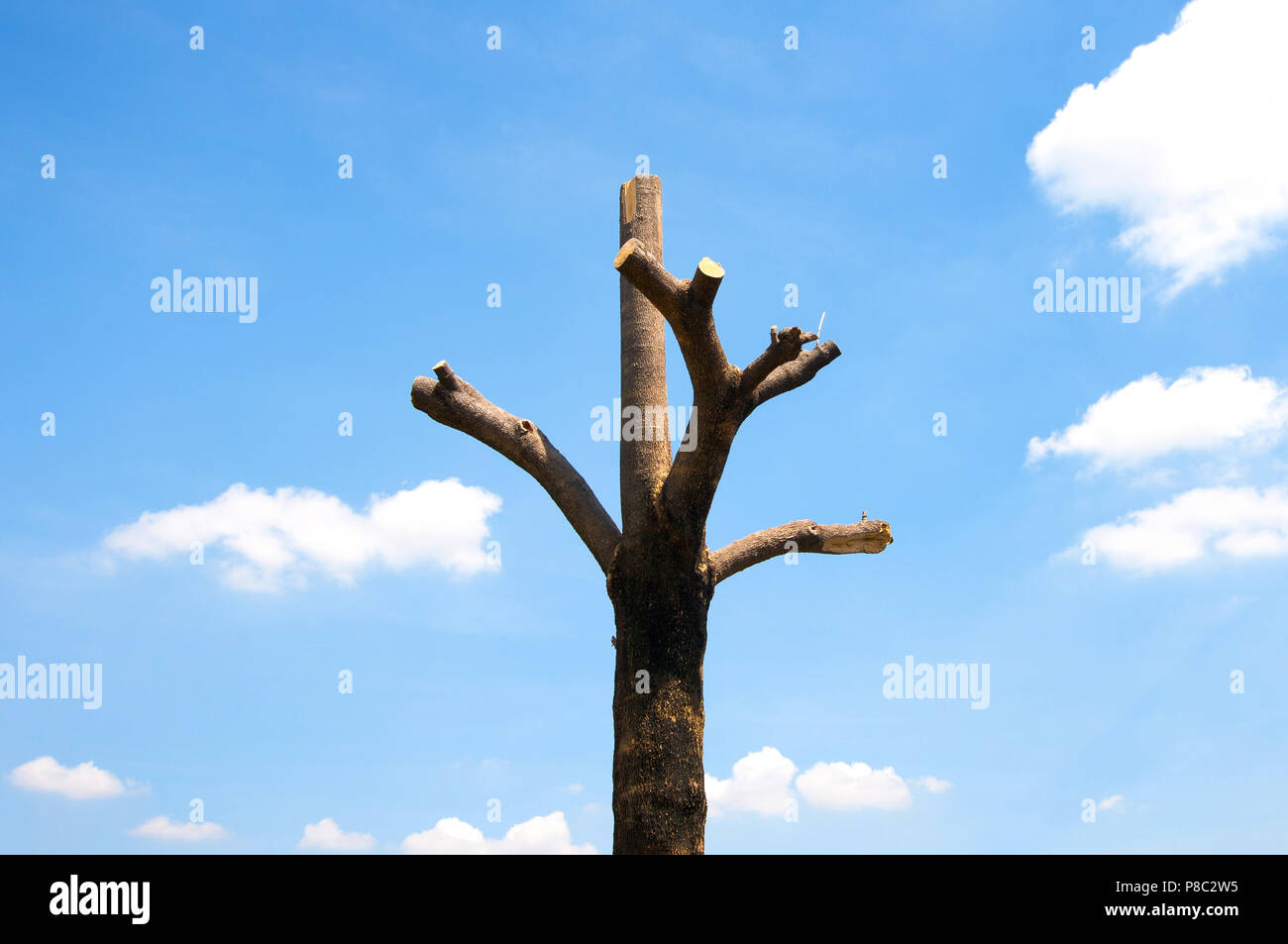 Stump and blue sky Stock Photo - Alamy