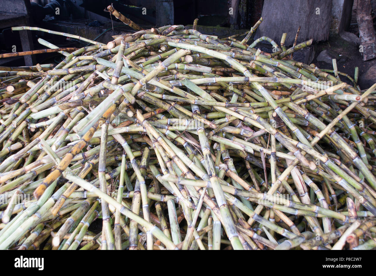 Fresh sugar cane Stock Photo - Alamy