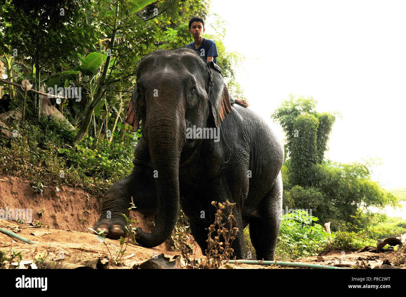 An elephant coming back from the Mekong River at Pak Ou caves along ...
