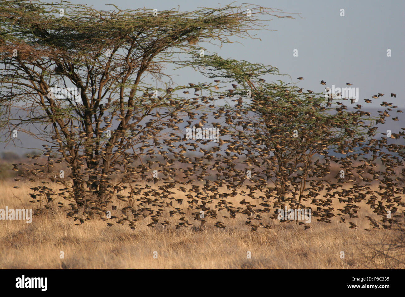 Kenya: Bird-Lovers Paradies at Ngoro River in Samburu Nationalpark ...