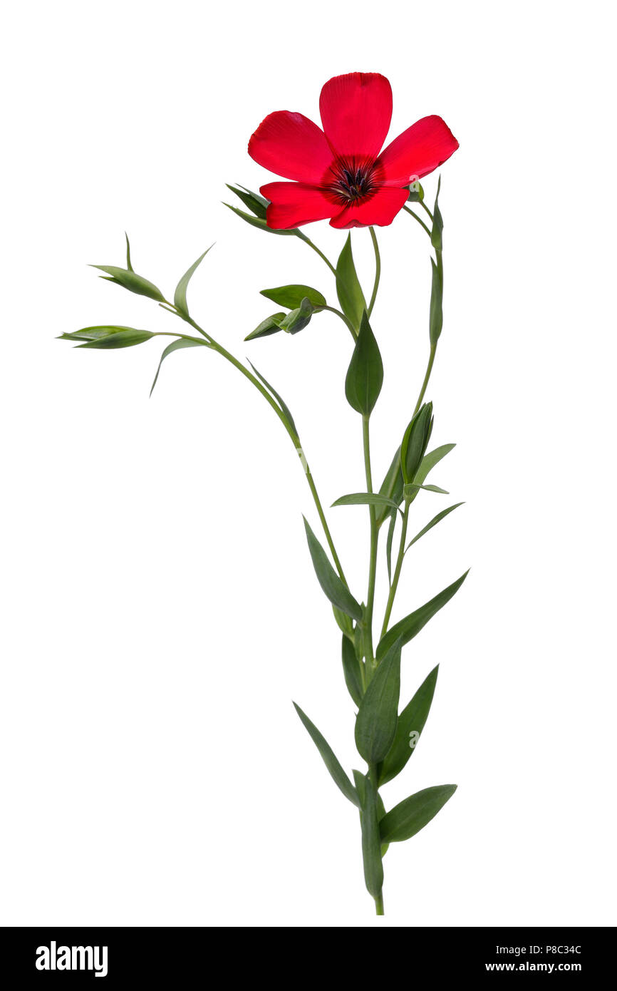 Flax flower of red color isolated on white background Stock Photo - Alamy