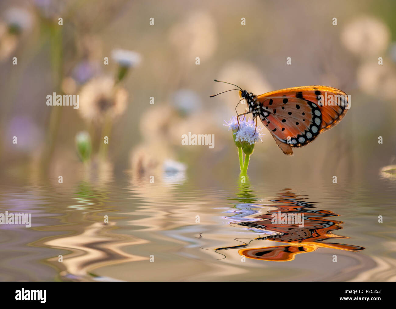 Butterfly feeding on cosmos flower,vintage background Stock Photo - Alamy