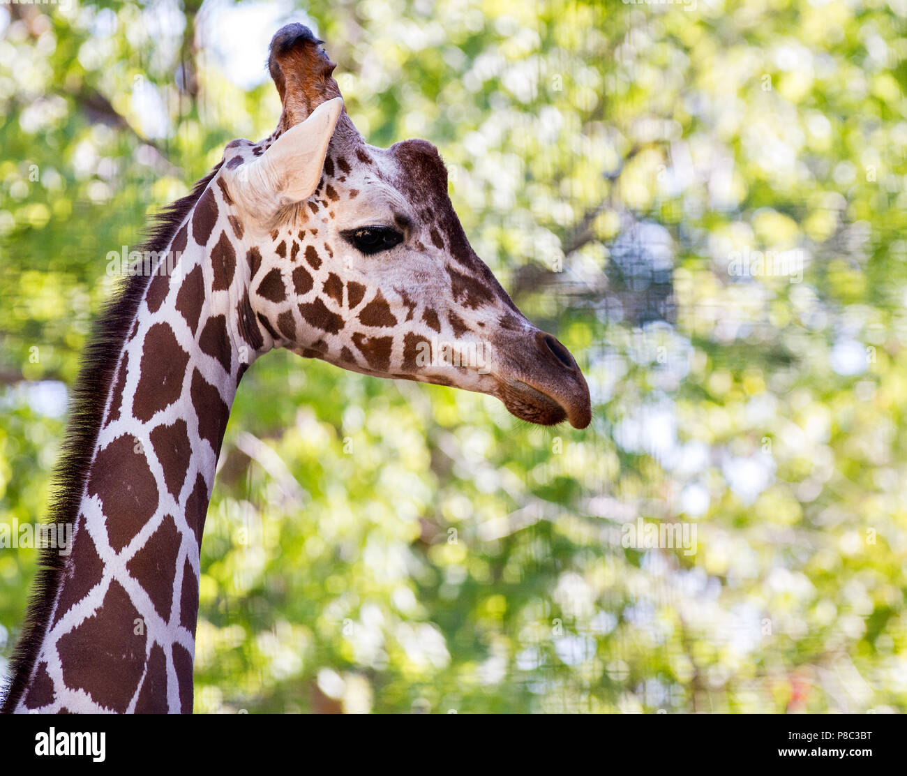 Giraffe showing it's long neck Stock Photo - Alamy