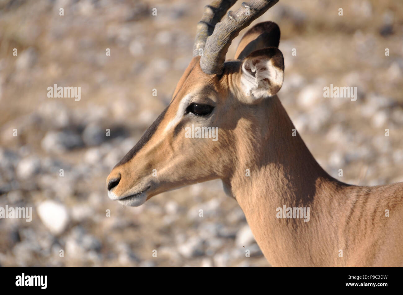 More than 20 different Antilope-species are living in the Etosha ...