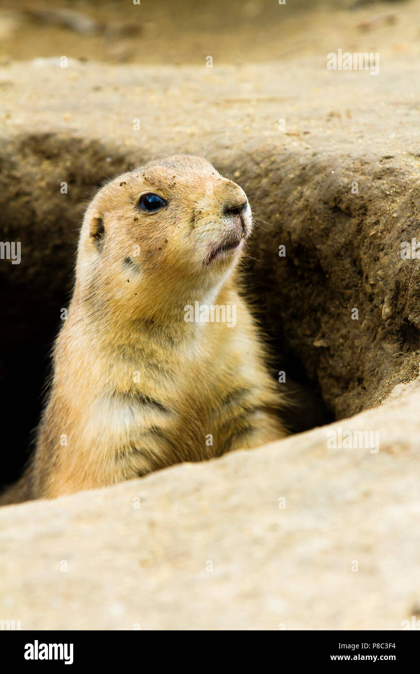 Ground hog hi-res stock photography and images - Alamy