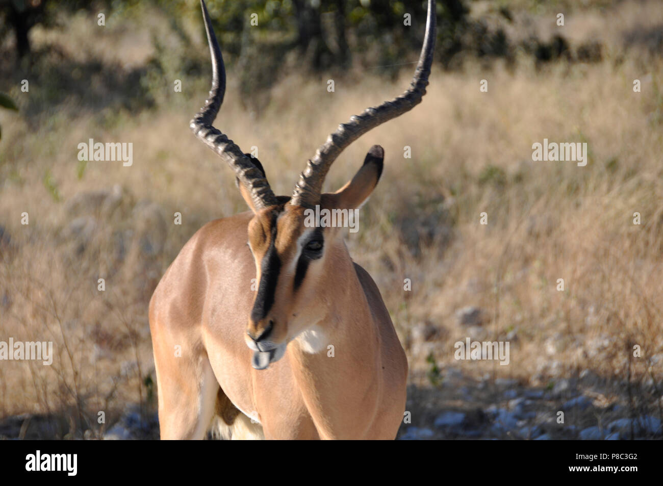 A black nose impala at the namibian Kalahari. More than 20 different ...
