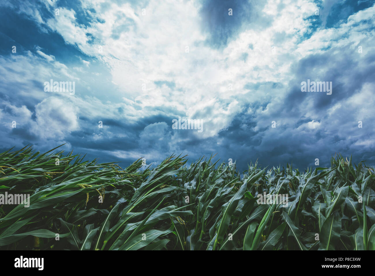 Strong wind blowing in the corn field and bending crop plants Stock ...