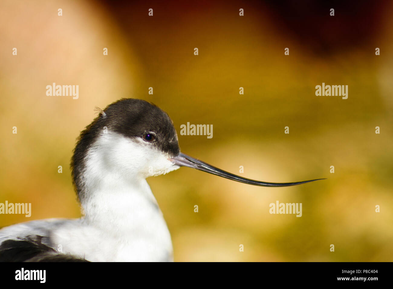 Stilt bird hi-res stock photography and images - Alamy