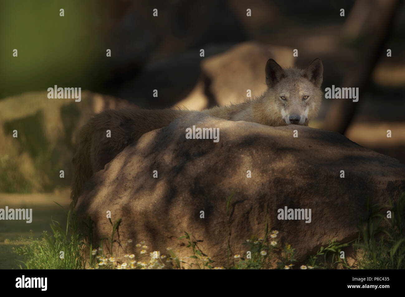 Greenland wolf hi-res stock photography and images - Alamy