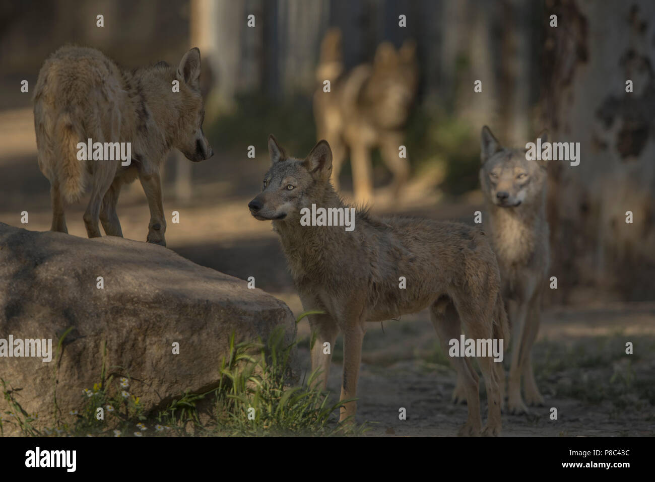 Albanian wolf hi-res stock photography and images - Alamy
