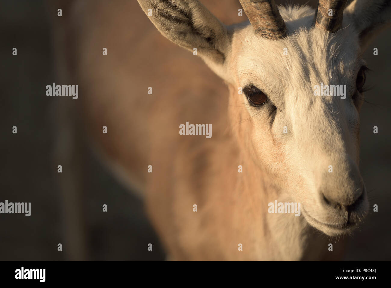 Female gazelle hi-res stock photography and images - Alamy