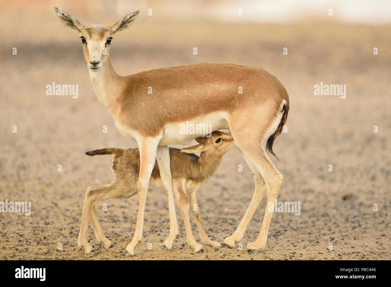 Male black tailed gazelle hi-res stock photography and images - Alamy