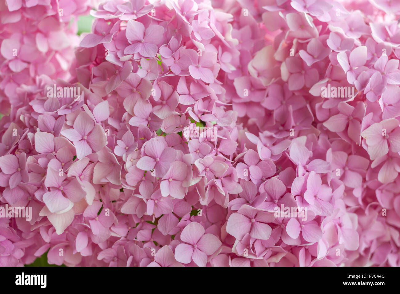 colorful blooming hydrangea background Stock Photo - Alamy