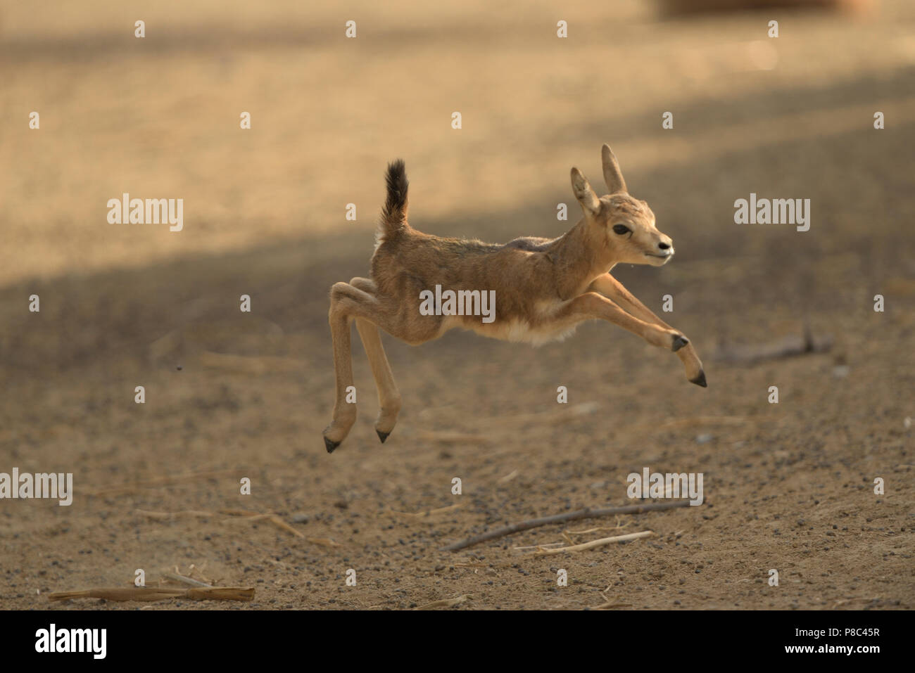 Cartoon gazelle hi-res stock photography and images - Alamy