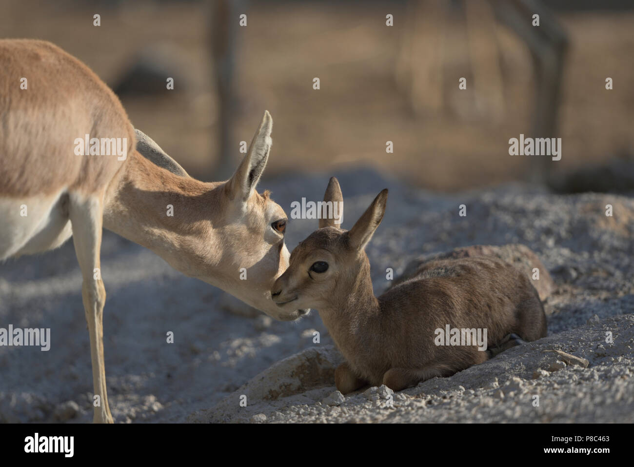 Cartoon gazelle hi-res stock photography and images - Alamy