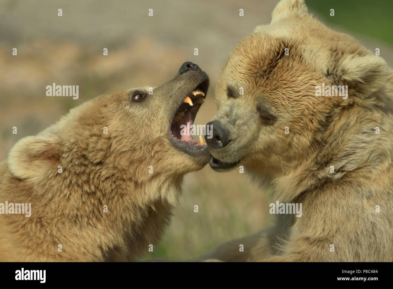Grizzly Bears Fighting Wallpaper