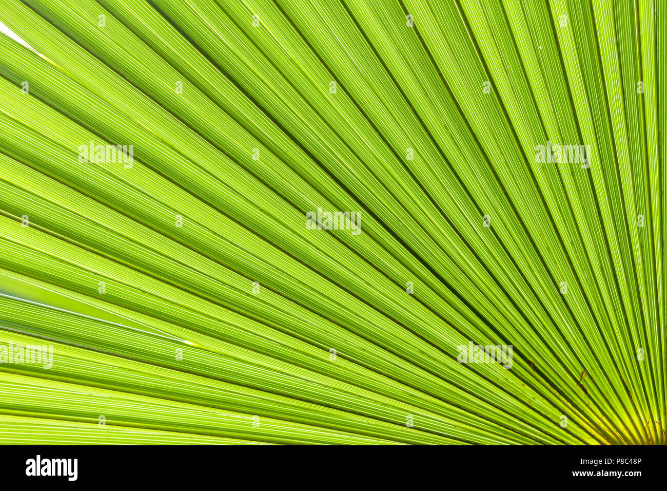 closeup palm tree leaf Stock Photo - Alamy