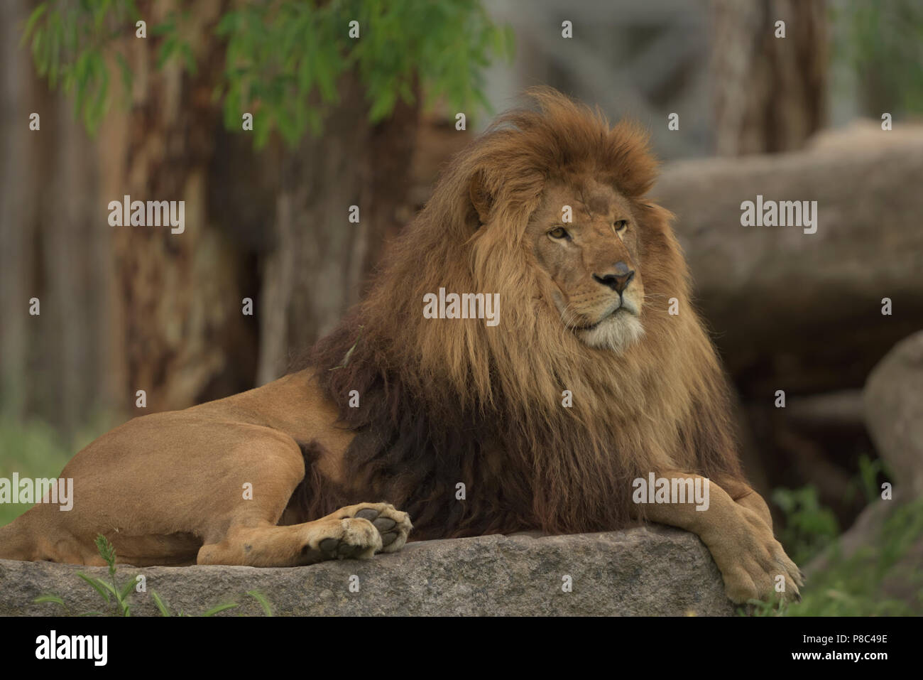 Barbary lion hi-res stock photography and images - Alamy