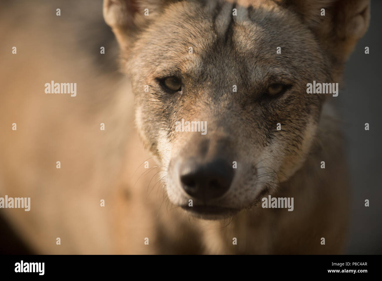Wolf close up portrait of gray wolf headshot Stock Photo - Alamy