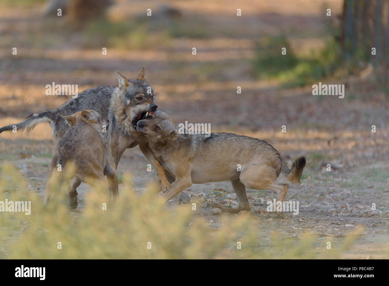 Wolves Fighting For Alpha