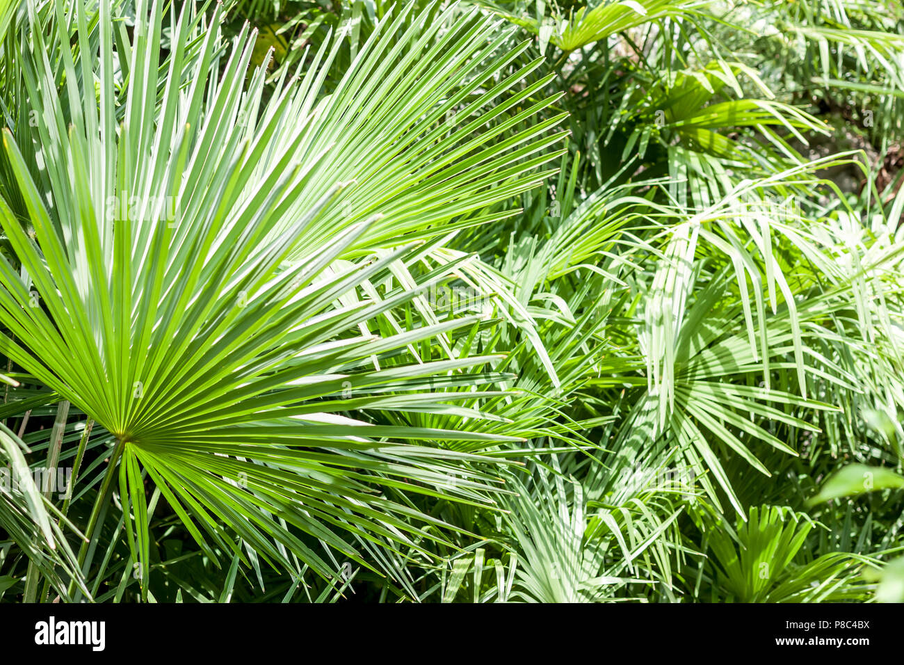 Plam tree hi-res stock photography and images - Alamy