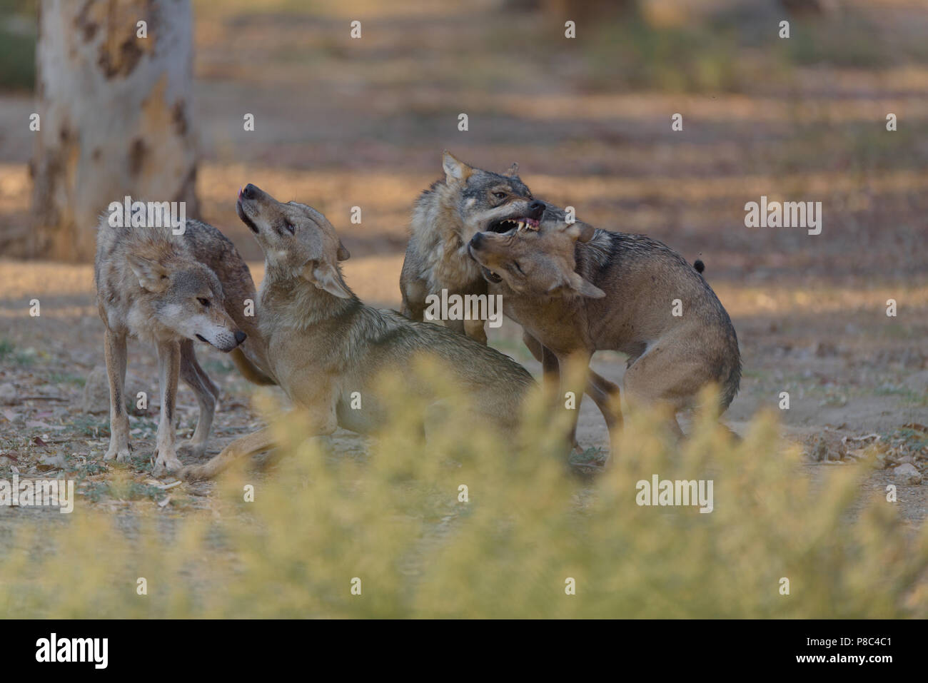 Wolves Fighting For Alpha Drawings