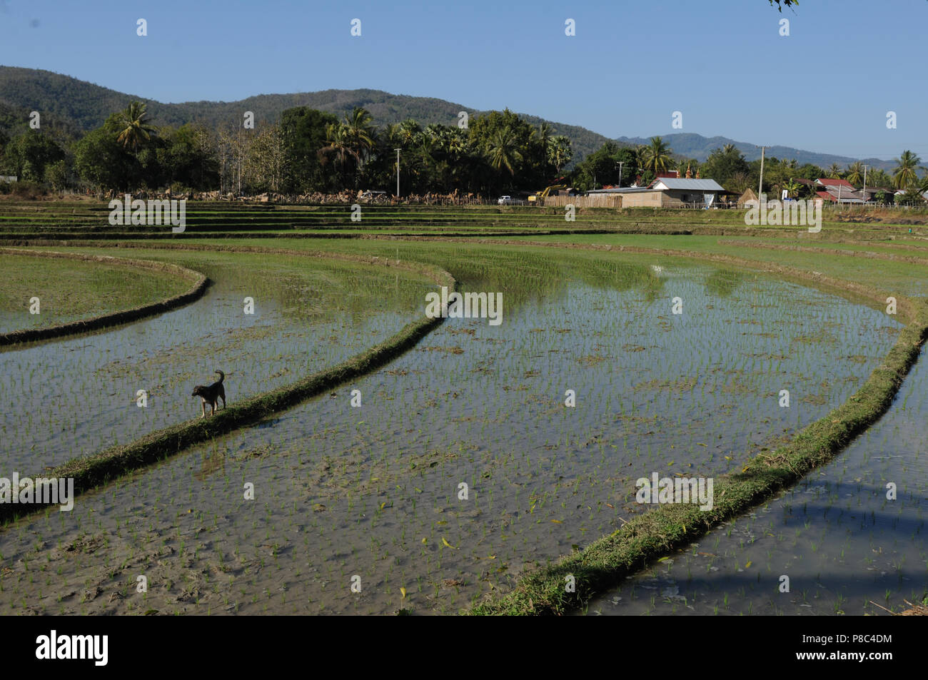 Laos Rice Farming High Resolution Stock Photography and Images - Alamy