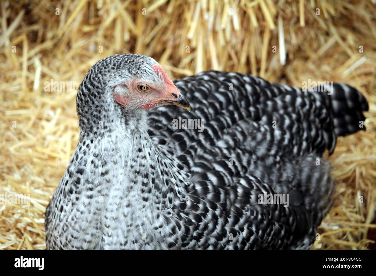 Barred Plymouth Rock hen with distinctive black and white feathers, on ...