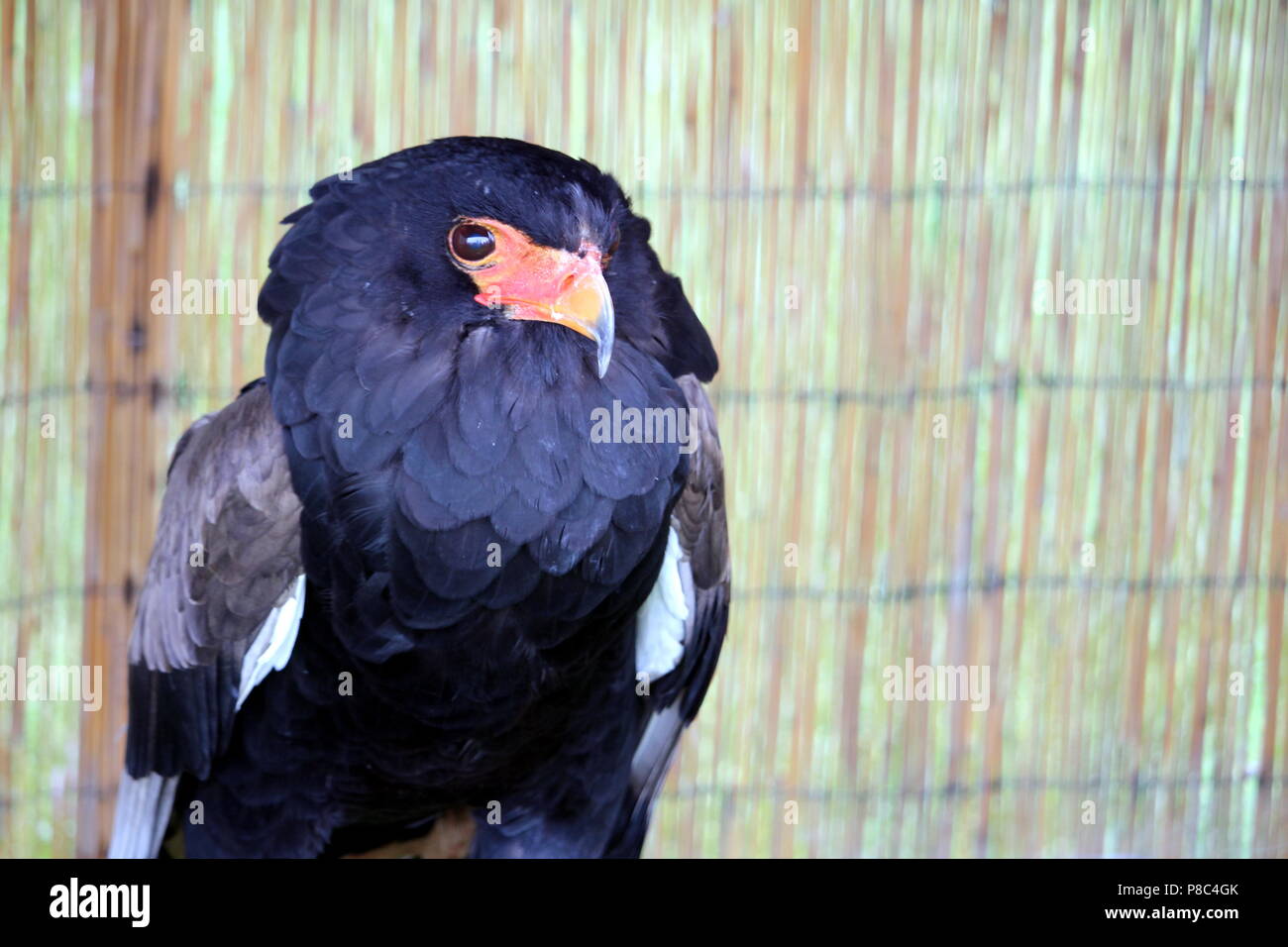 Black ruff hi-res stock photography and images - Alamy