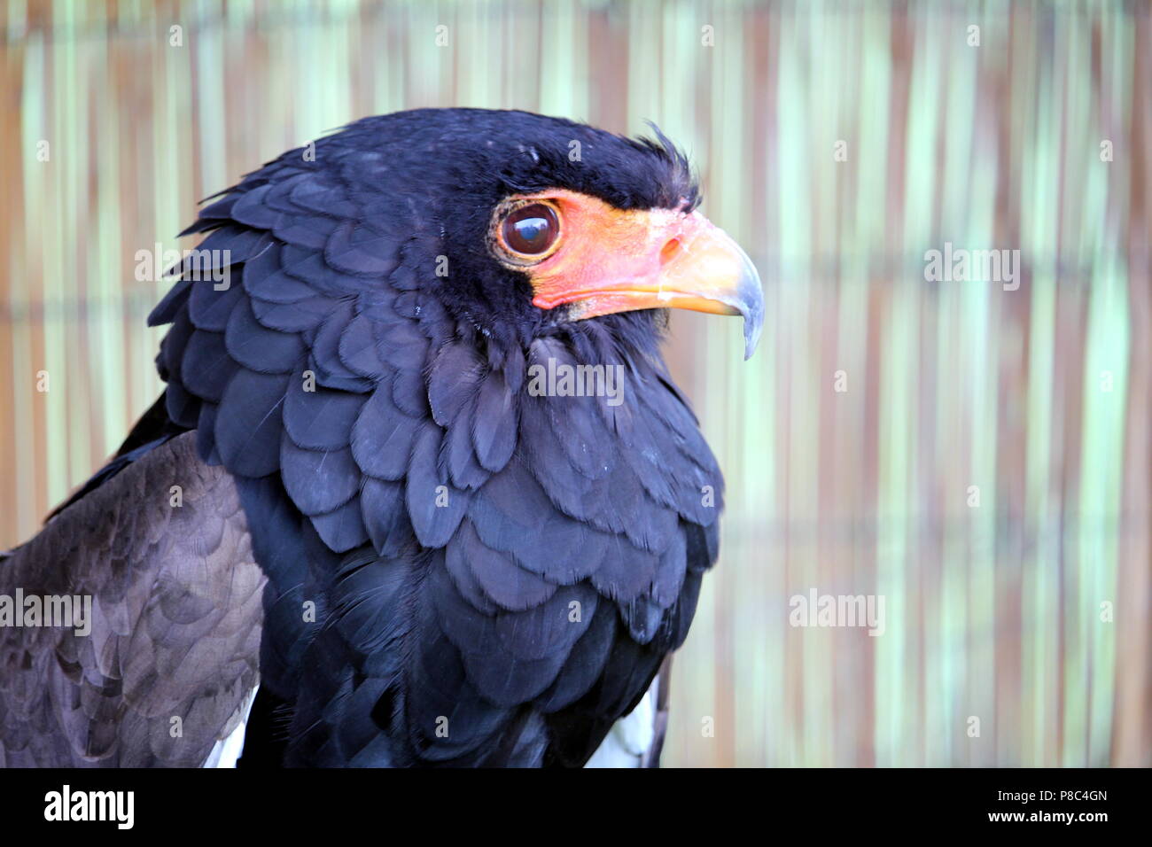 Black hooked beak hi-res stock photography and images - Alamy