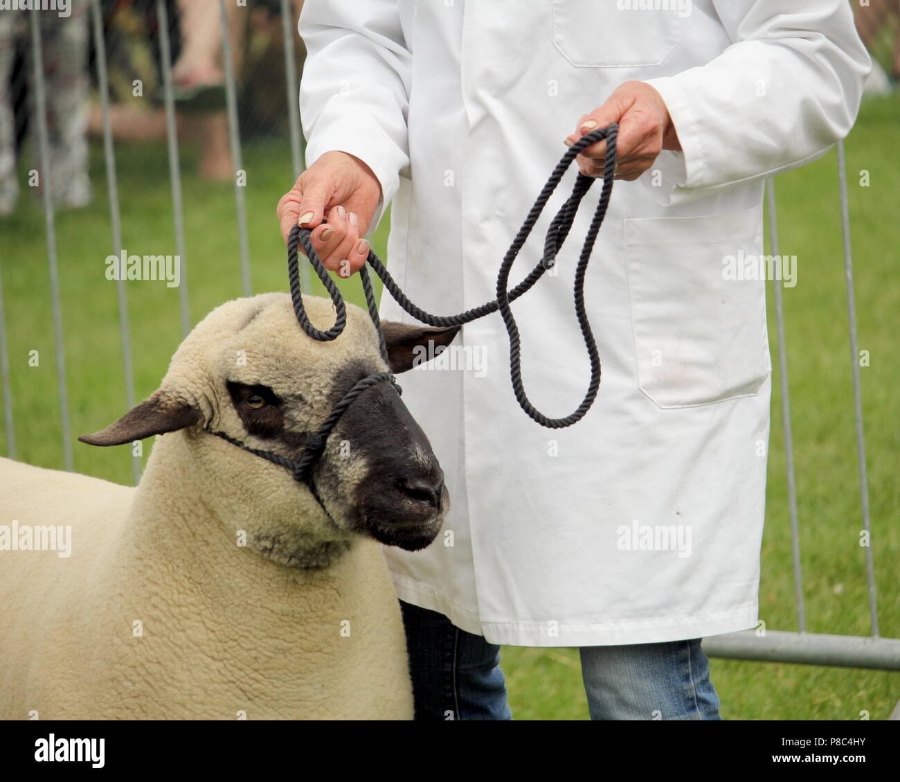 Head of a Shropshire sheep being led by its handler on a rope bridle ...