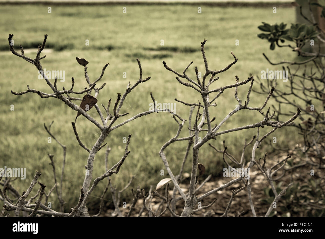 Extended branches hi-res stock photography and images - Alamy