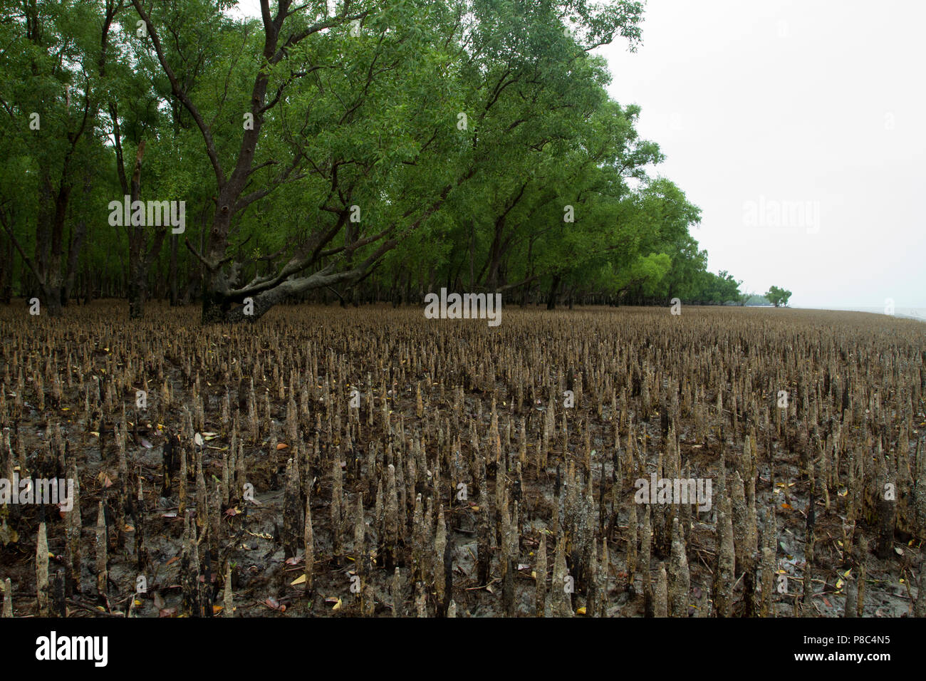 Keora tree hi-res stock photography and images - Alamy