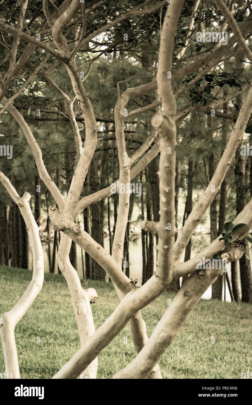 Deep brown branches hi-res stock photography and images - Alamy