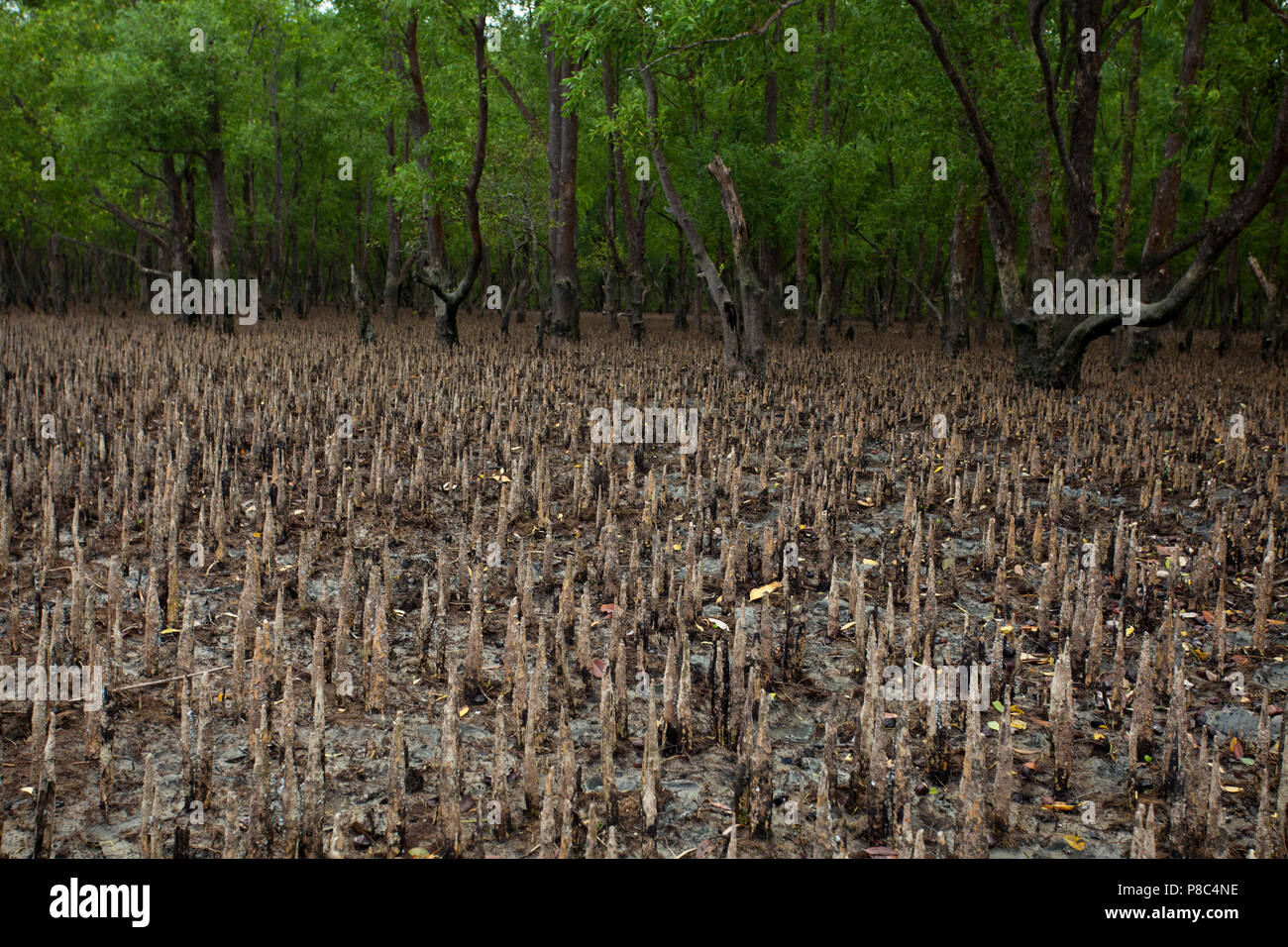 The Sundarbans, a UNESCO World Heritage Site and a wildlife sanctuary ...