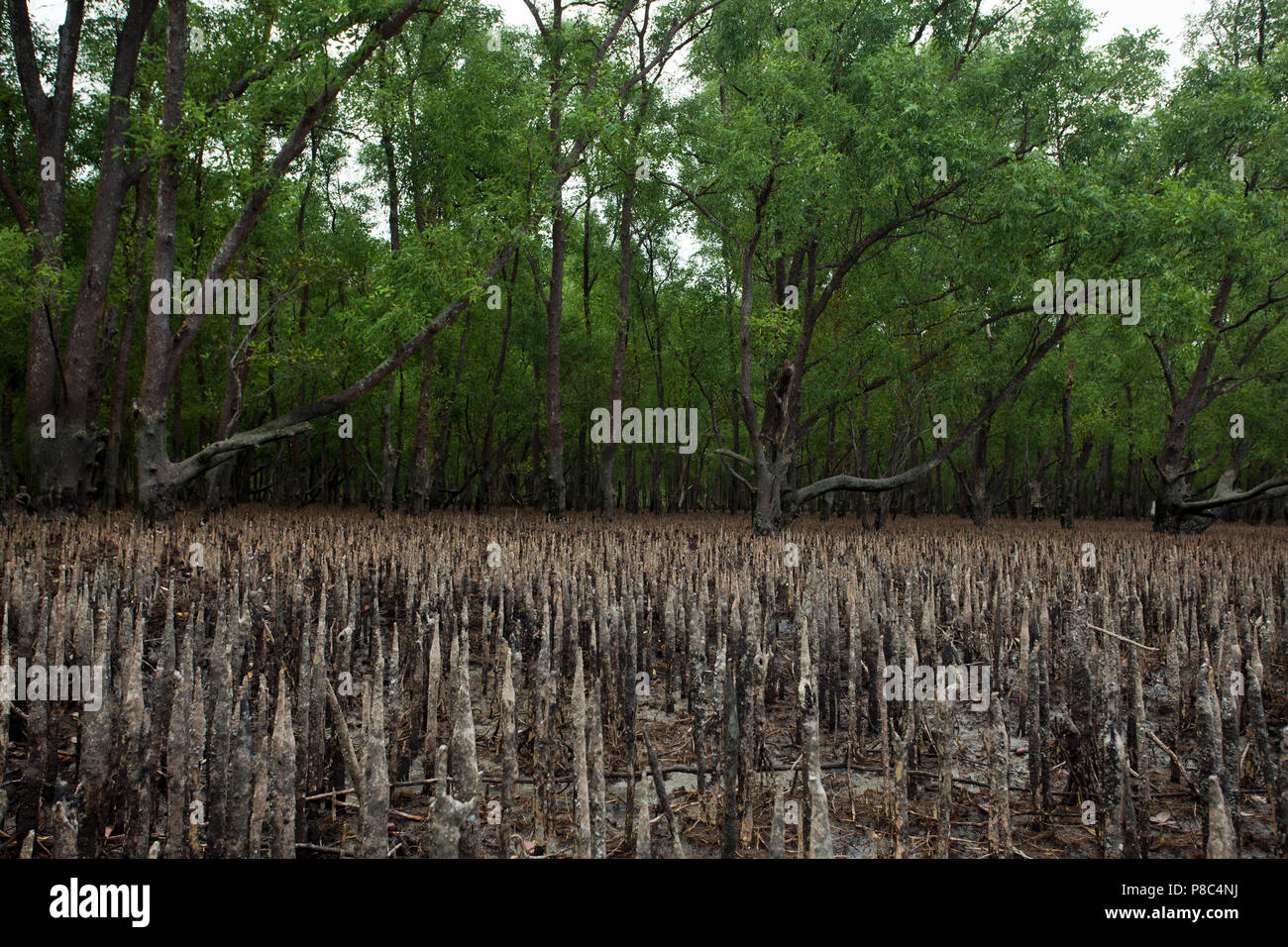 The Sundarbans, a UNESCO World Heritage Site and a wildlife sanctuary ...