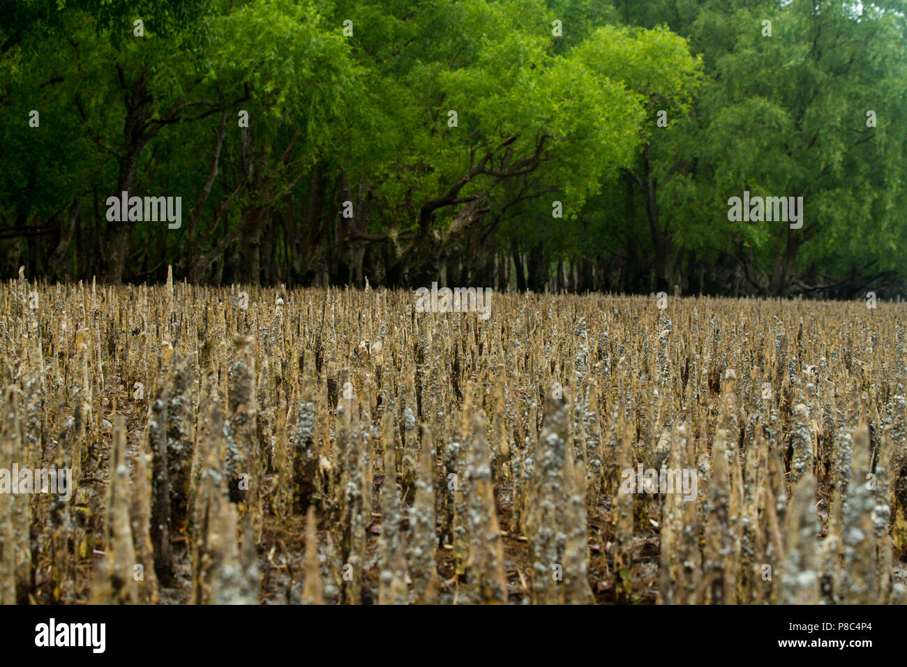 Keora tree hi-res stock photography and images - Alamy