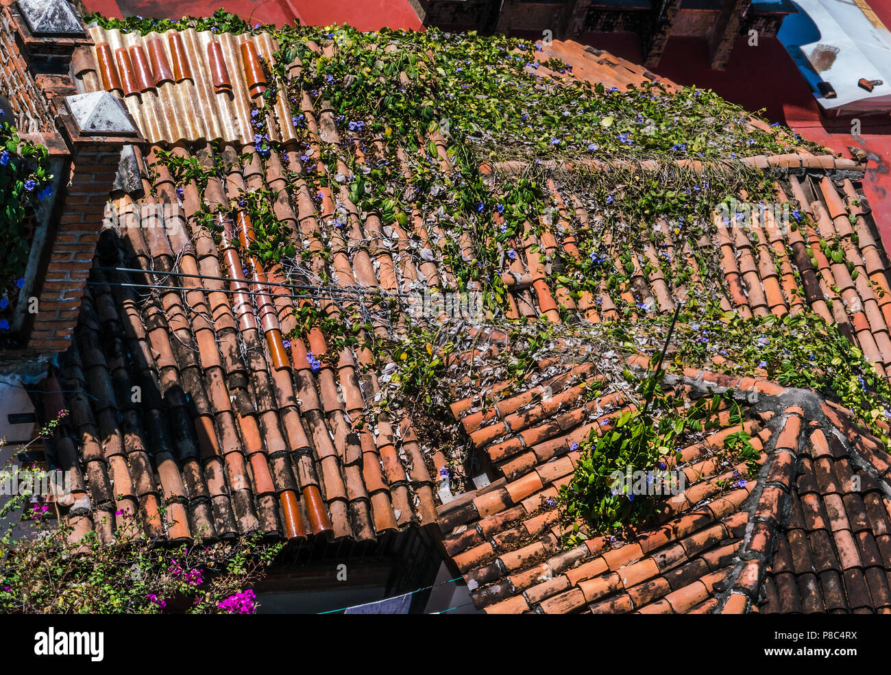 Seaside homes with terracotta roof tiles, architectural interest and ...