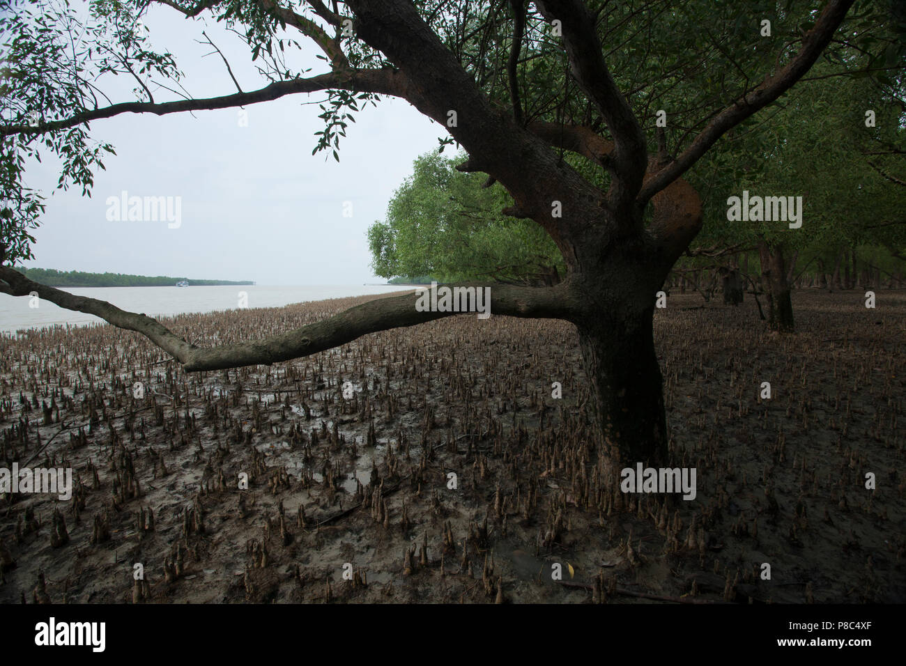 Keora tree hi-res stock photography and images - Alamy
