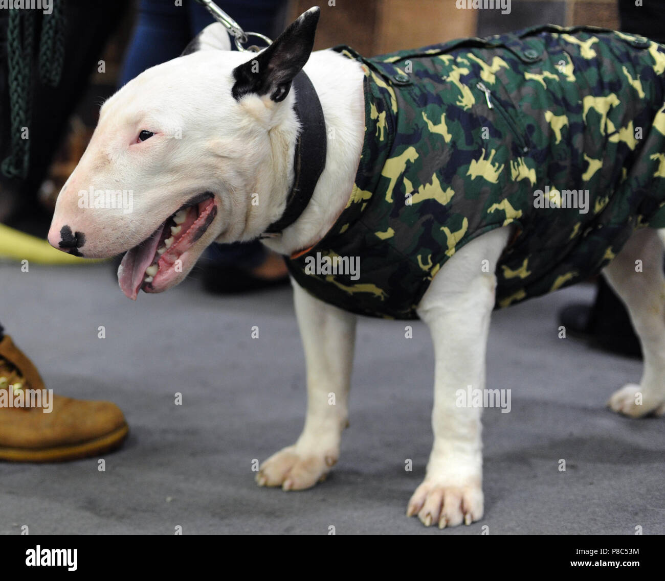 Bull Terrier at dog show, Moscow Stock Photo - Alamy