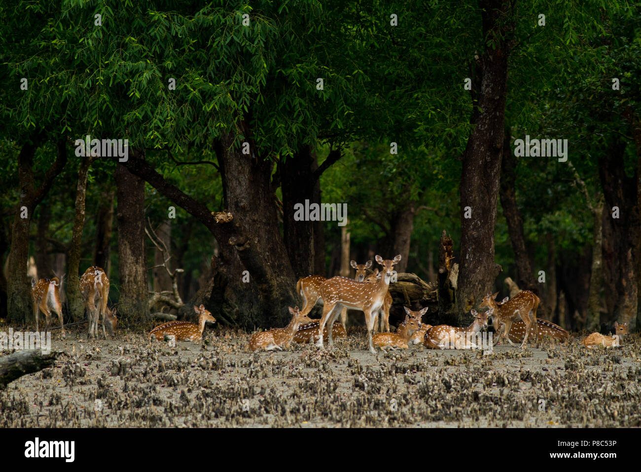 Spotted deer at the Sundarbans, a UNESCO World Heritage Site and a ...