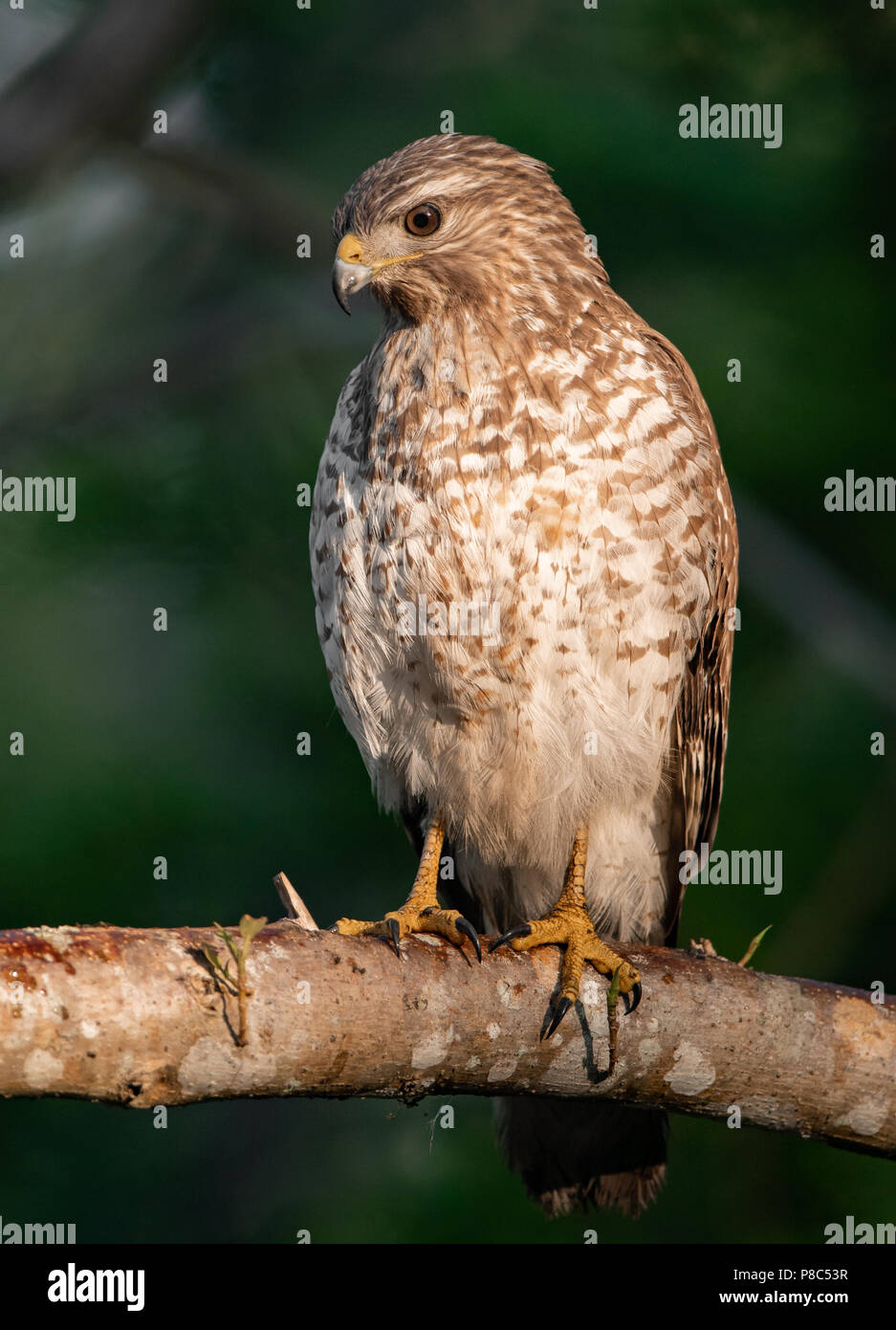 Red tail hawk Portrait Stock Photo - Alamy