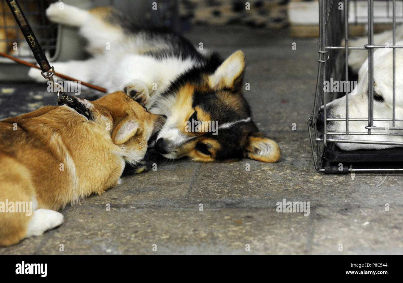 Dogs at dog show, Moscow Stock Photo - Alamy