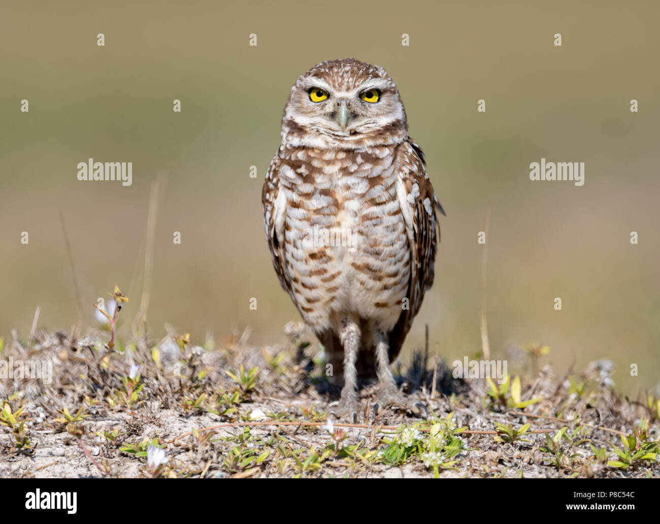 Burrowing owl canada hi-res stock photography and images - Alamy