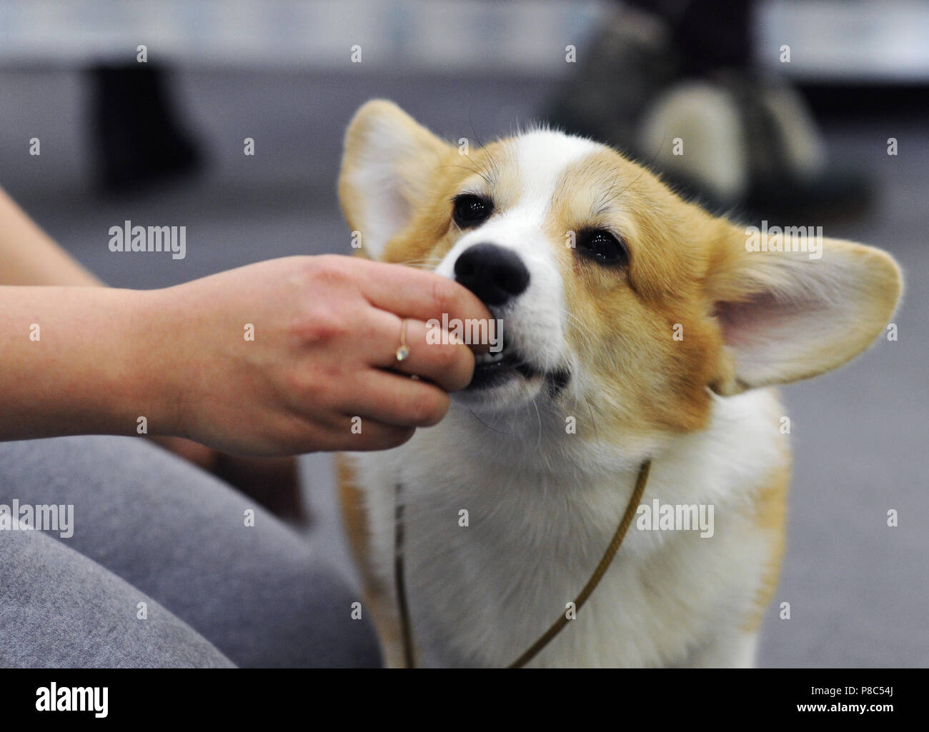 Welsh Corgi at dog show, Moscow Stock Photo - Alamy